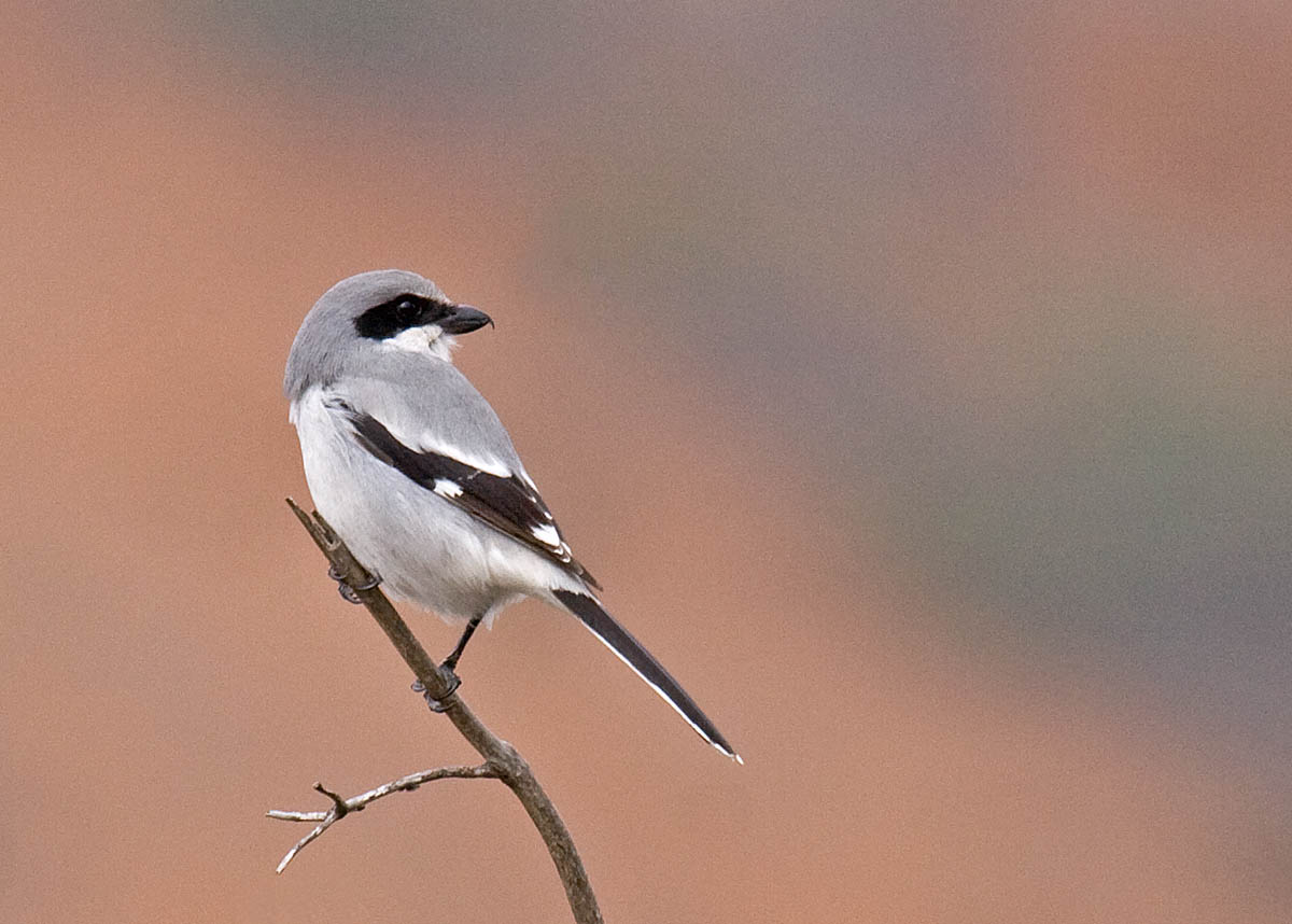 Loggerhead Shrike at Lake Hodges - Greg in San Diego