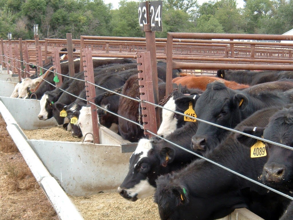 3 Metode Menggemukkan Sapi Potong yang efektif - Elinotes review