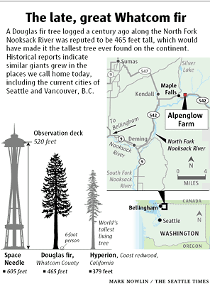 Vancouver Island Big Trees: 400 + Foot Douglas Fir Trees More Than Mythical