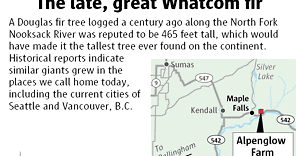 Vancouver Island Big Trees: 400 + Foot Douglas Fir Trees More Than Mythical