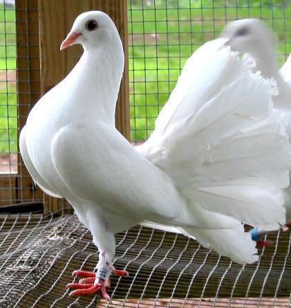 Beautiful USA & UK Fancy Pigeons | Lakky (Pigeons) Kabootar ~ Pigeons ...