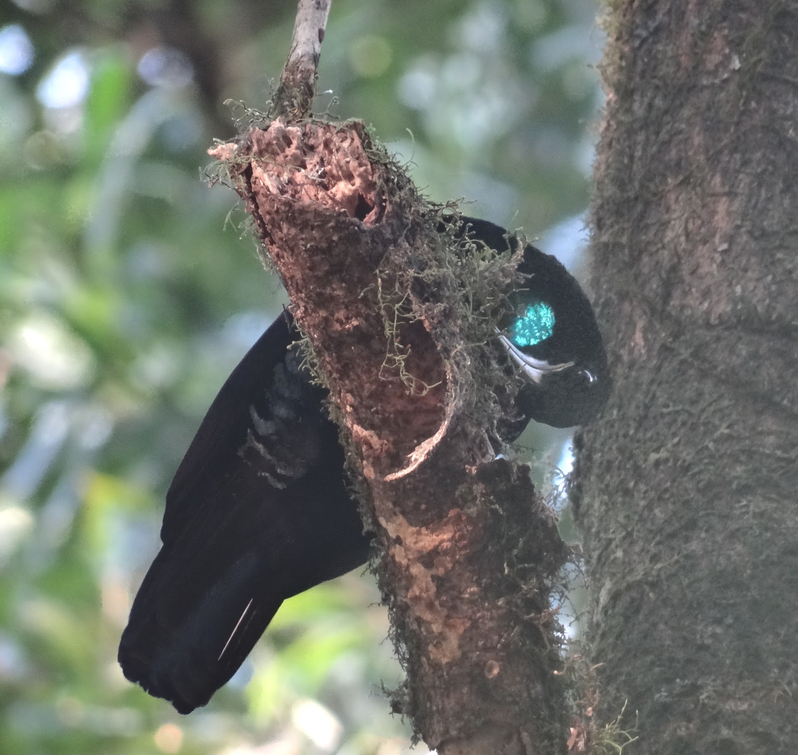 sunshinecoastbirds: Multiple Rufous Scrub-bird sightings and other ...