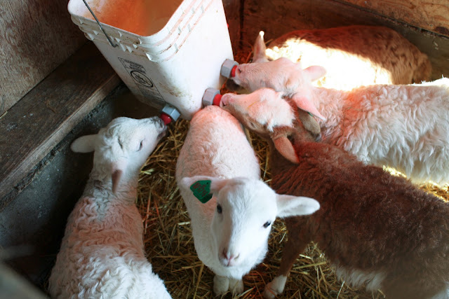 Seattle Tall Poppy: Spring Lamb at Ninety Farms