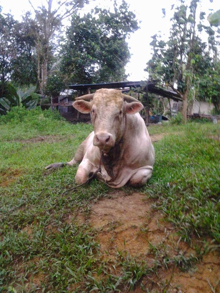 Sungai Bari News: Ogos 2014