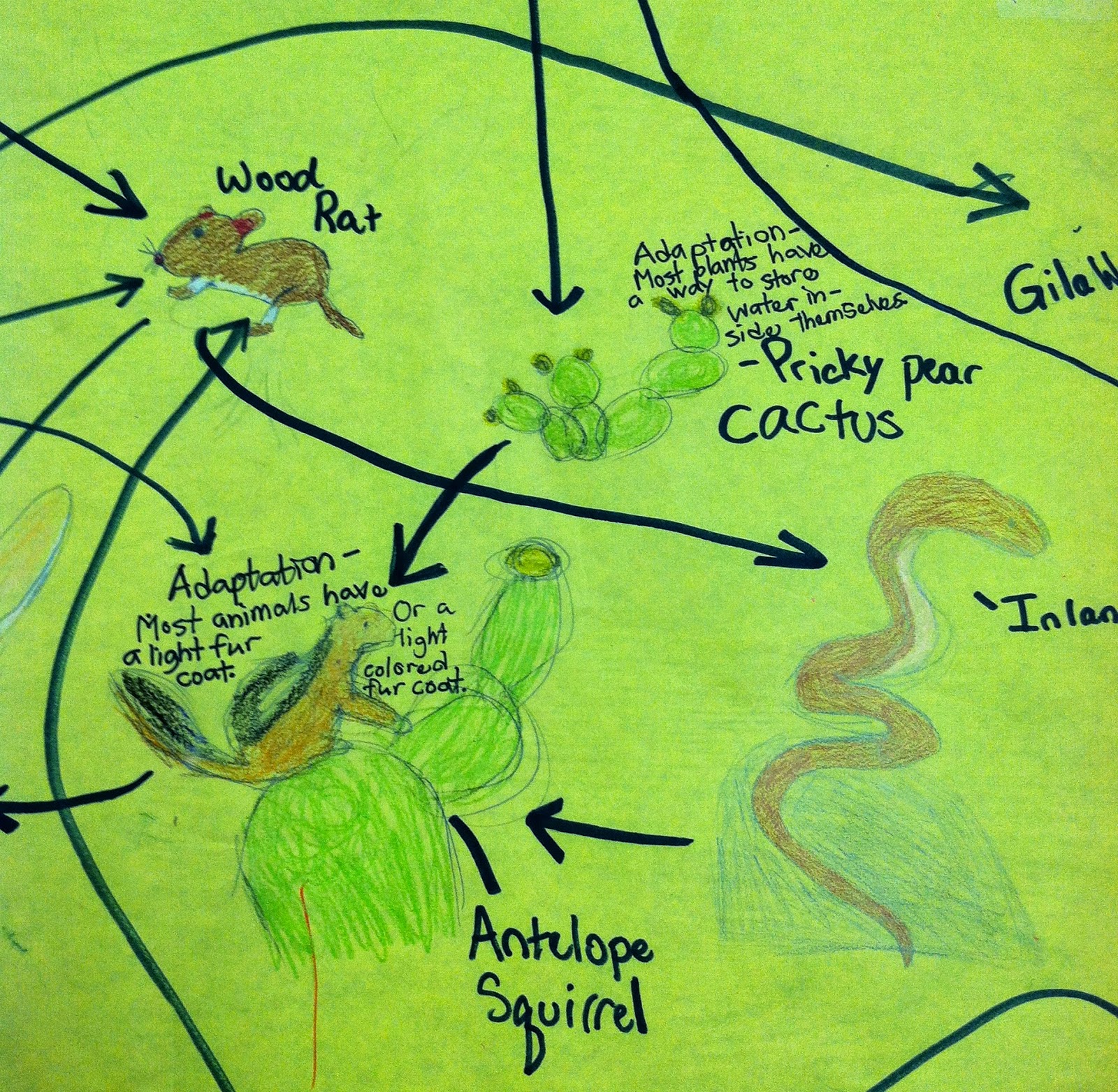 Hello Learning!: Biomes Poster Project