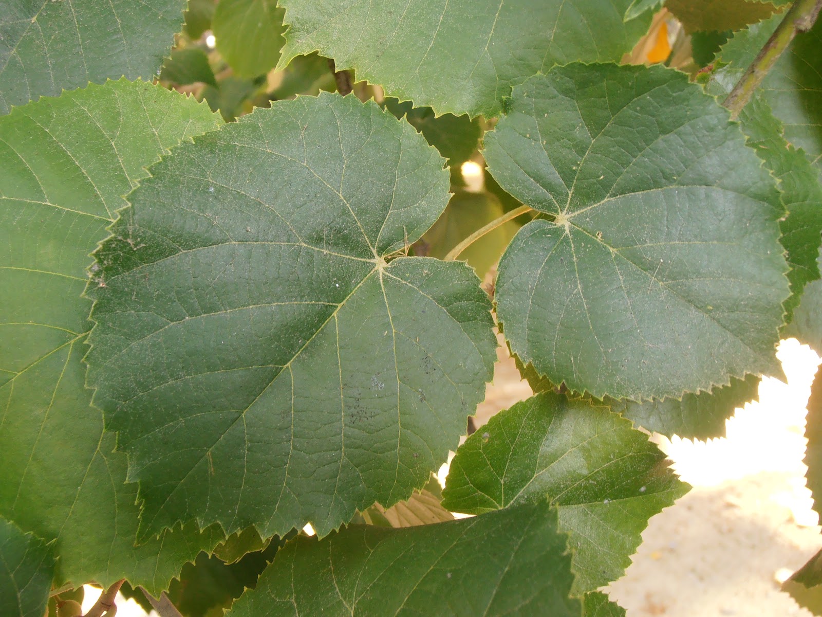 TILO PLATEADO: Tilia tomentosa | Plantas rioMoros