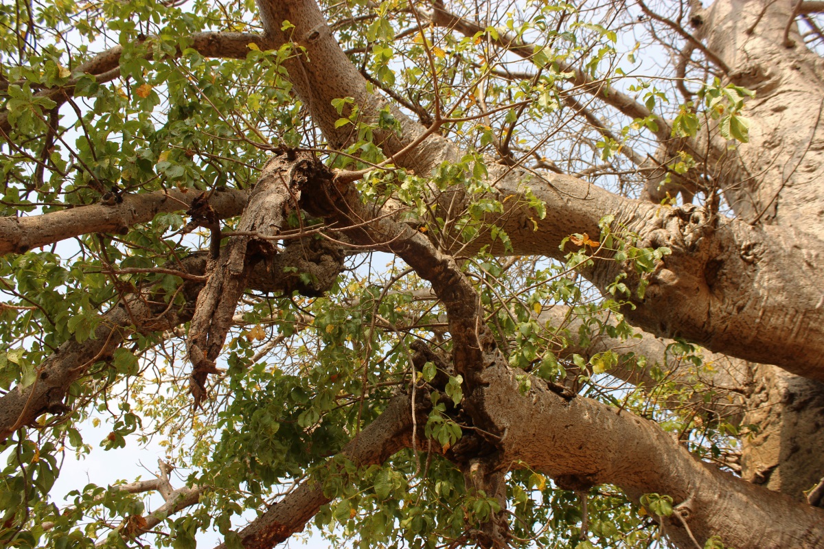 Journeys across Karnataka: Baobab tree on Balachandruni Guttalu, Nalgonda