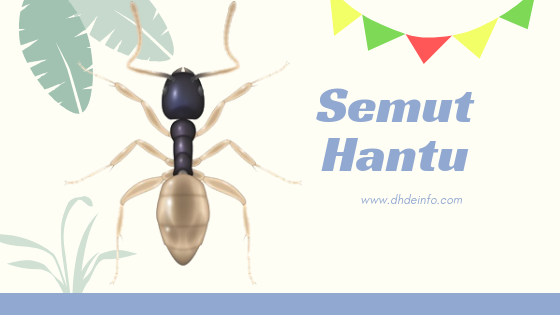 Mengenal Jenis Semut Hantu (Tapinoma Melanocephalum) - Dhdeinfo.com