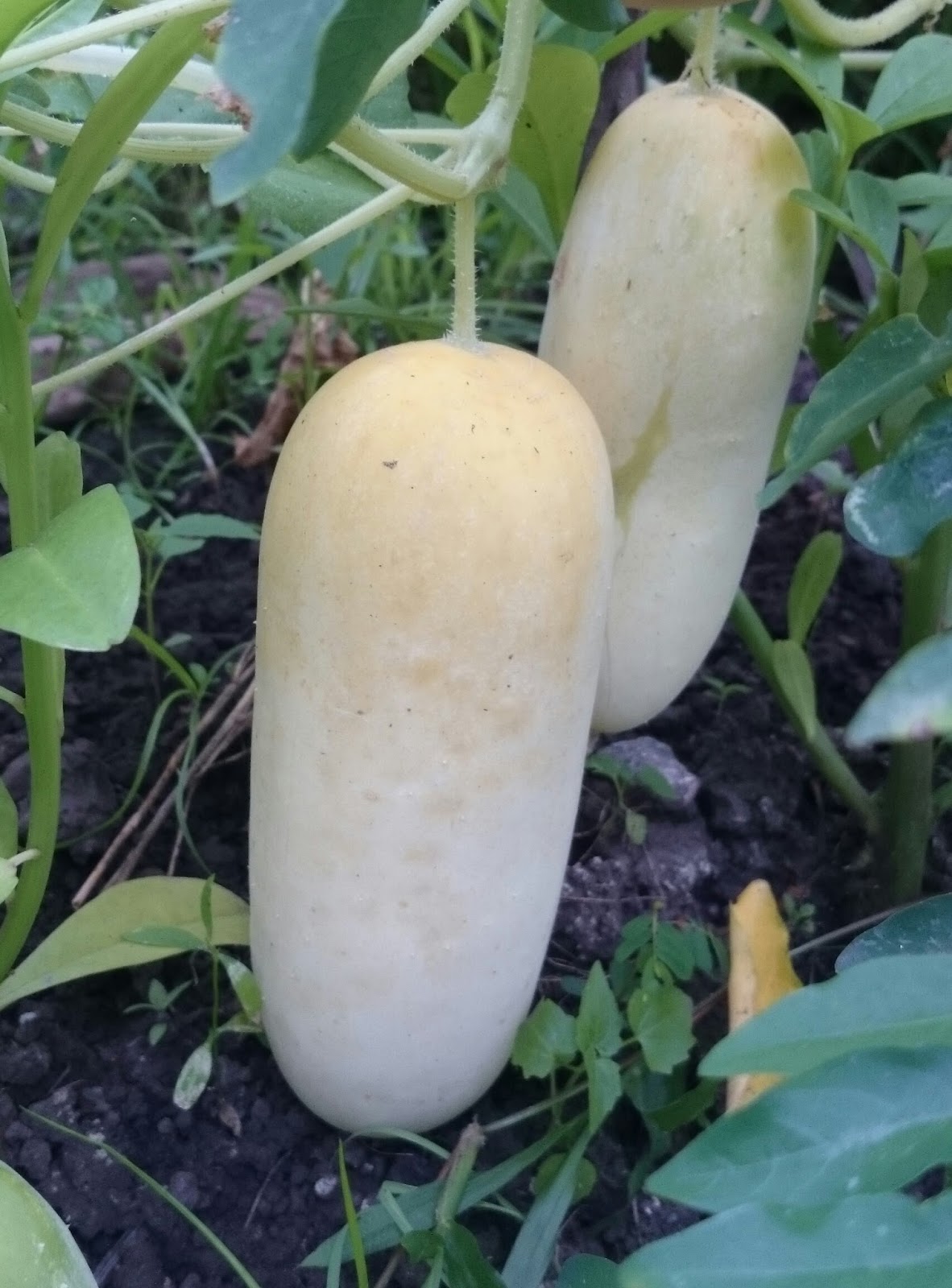 PANDUAN MENUAI BENIH TIMUN MINI DARI BUAH MATANG - Rangkuman Cara ...