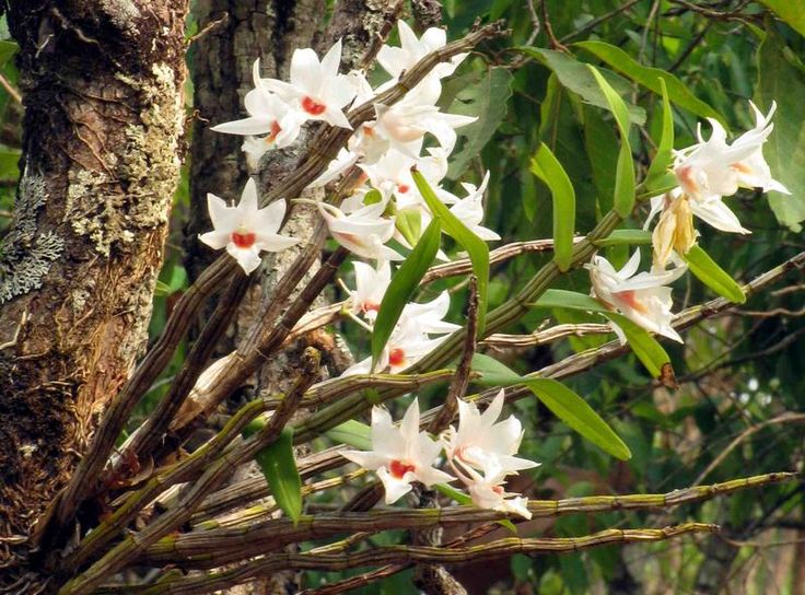 Dendrobium draconis care and culture | Travaldo's blog