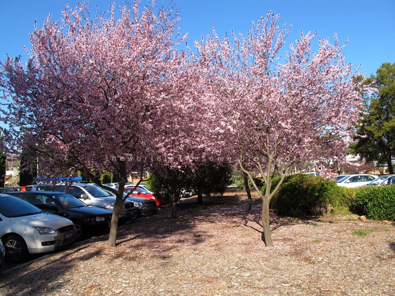 The World is Just Awesome!: Prunus spp.