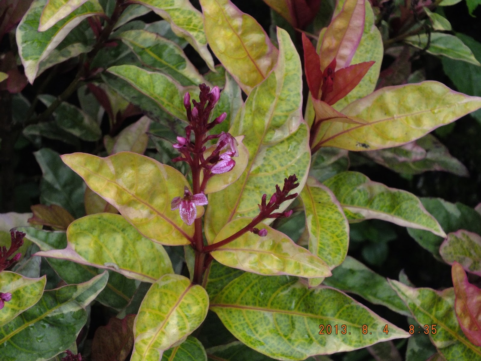 Photography with Dr. Ernie.: Flowers: yellow morado, yellow vein eranthenum