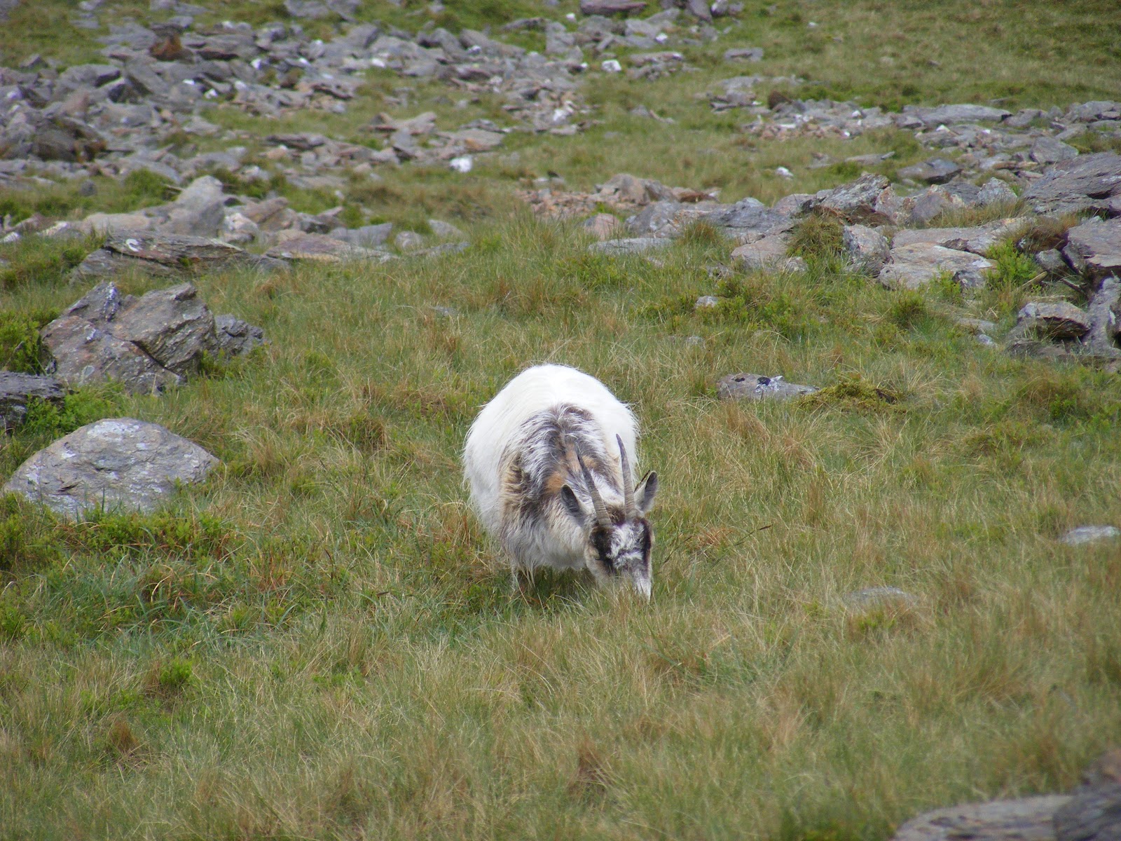 My Adventures!!: Snowdon via The Watkins Path and down PYG and Miners ...