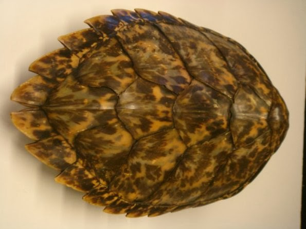 Tortuga Carey (Eretmochelys imbricata)