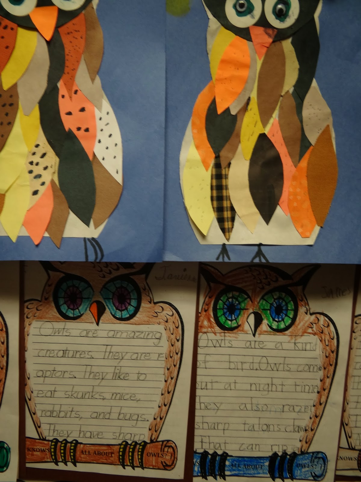 Owl Reports – Patties Classroom
