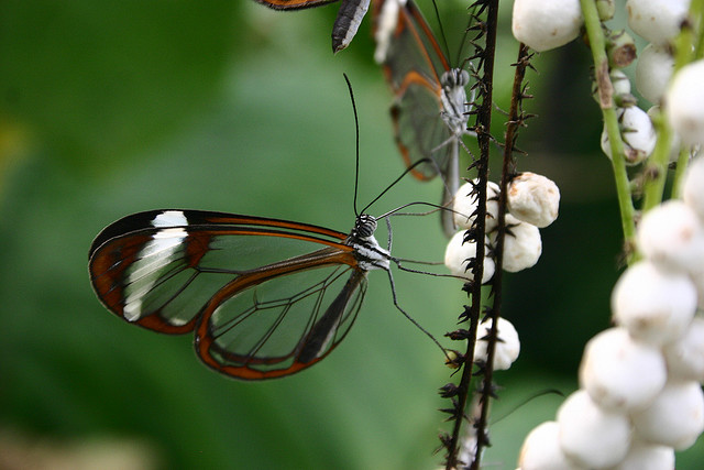 The Incredible Glasswing Butterfly | The Ark In Space