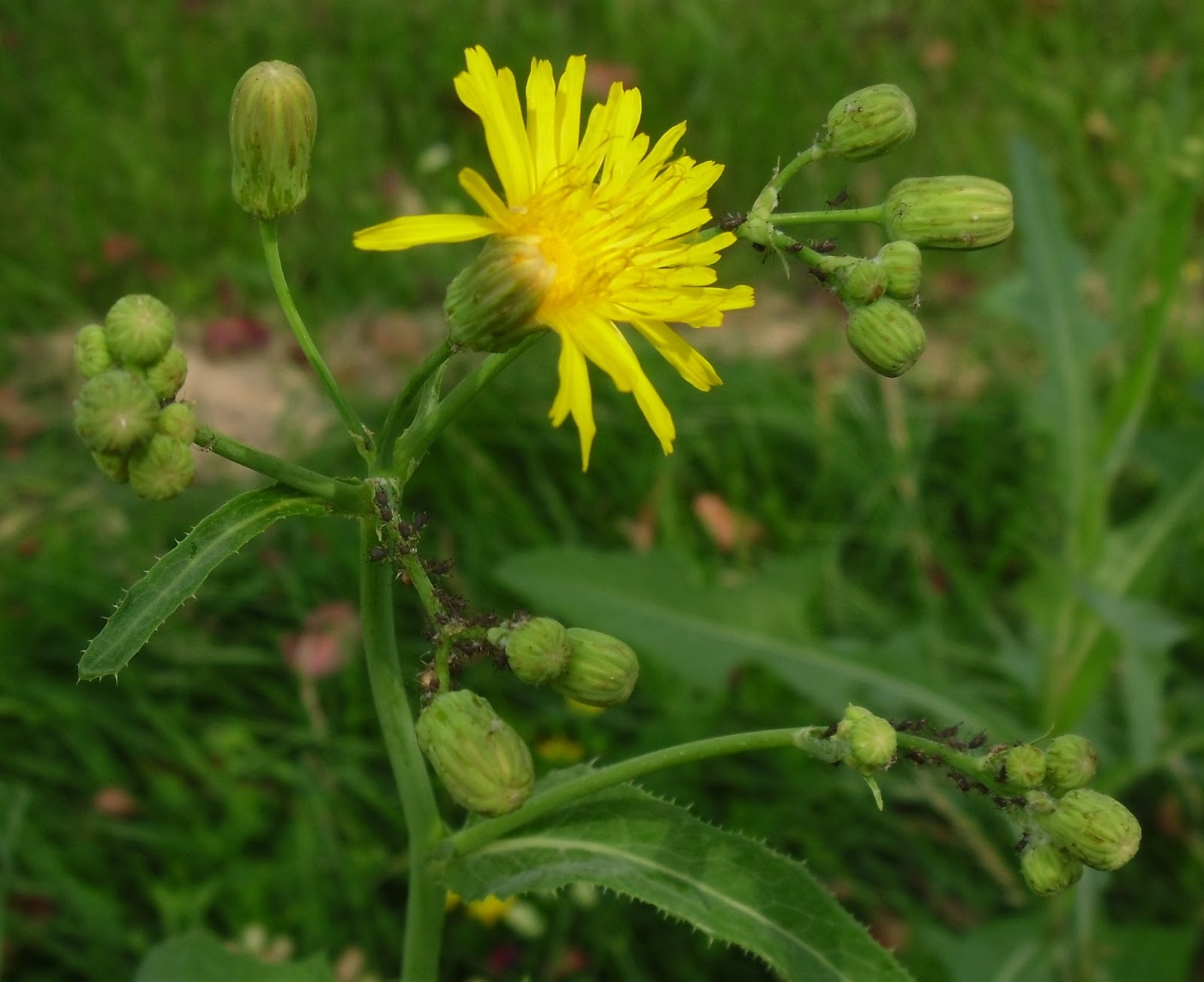 Roadside Field Notes: Sow-Thistles