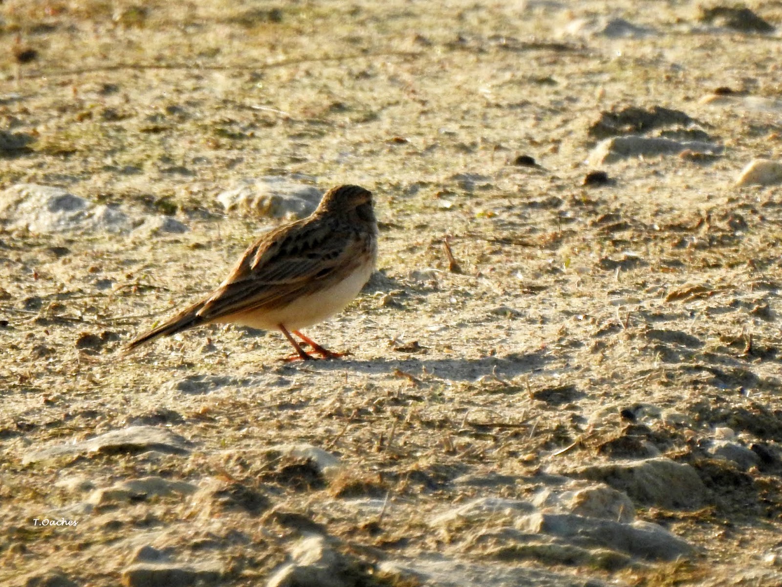 PASARI DIN ROMANIA: CIOCARLIE MICA, Calandrella rufescens