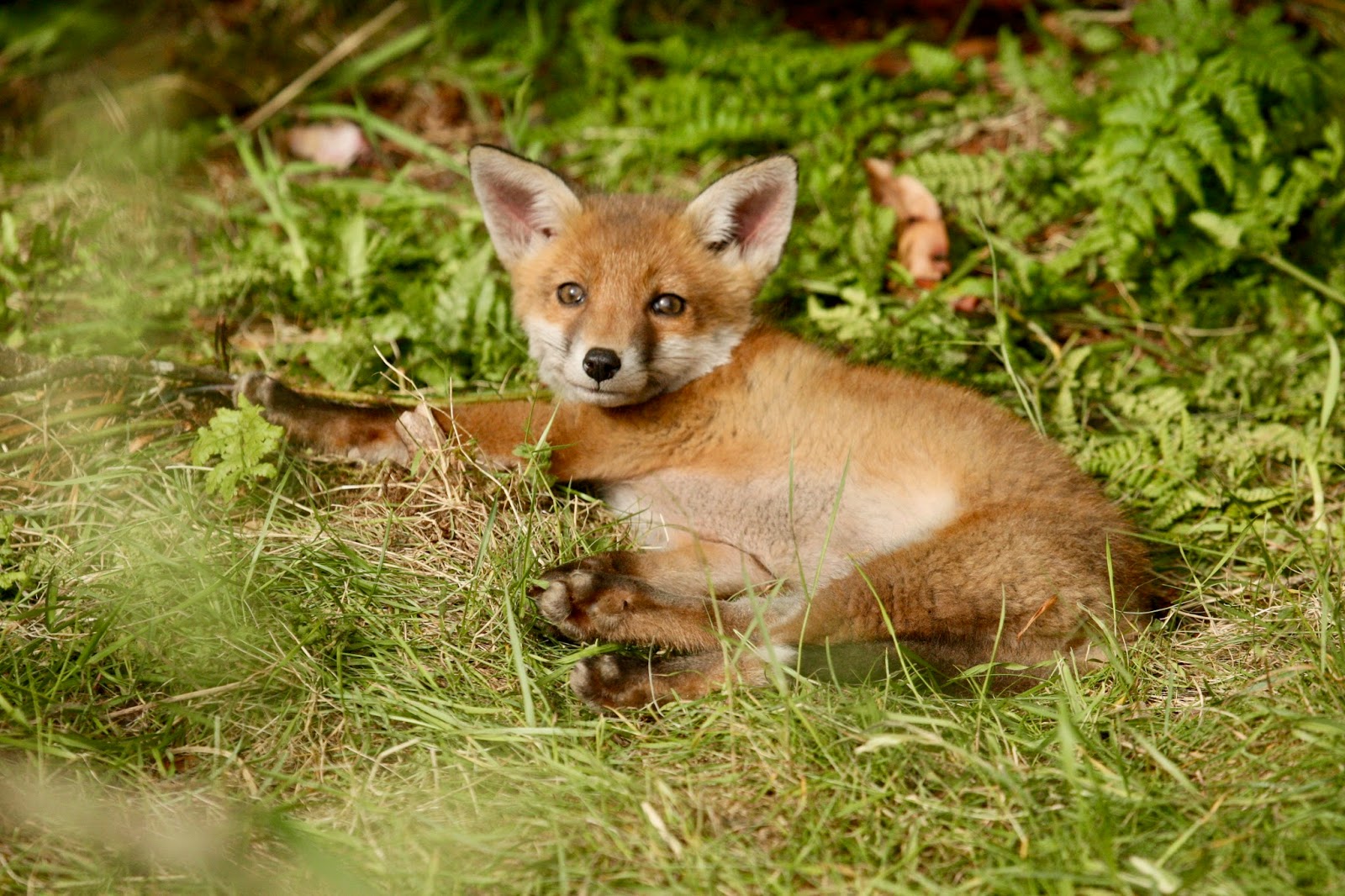 Chamfron Stud : Fox Cubs
