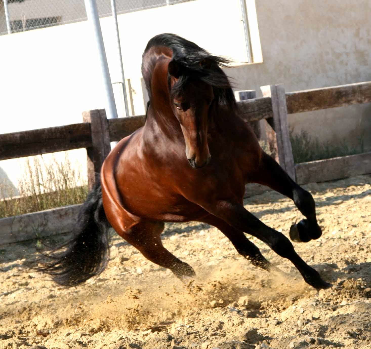 Ganadería Salvador Salvatierra: Pura Raza Española - Características ...