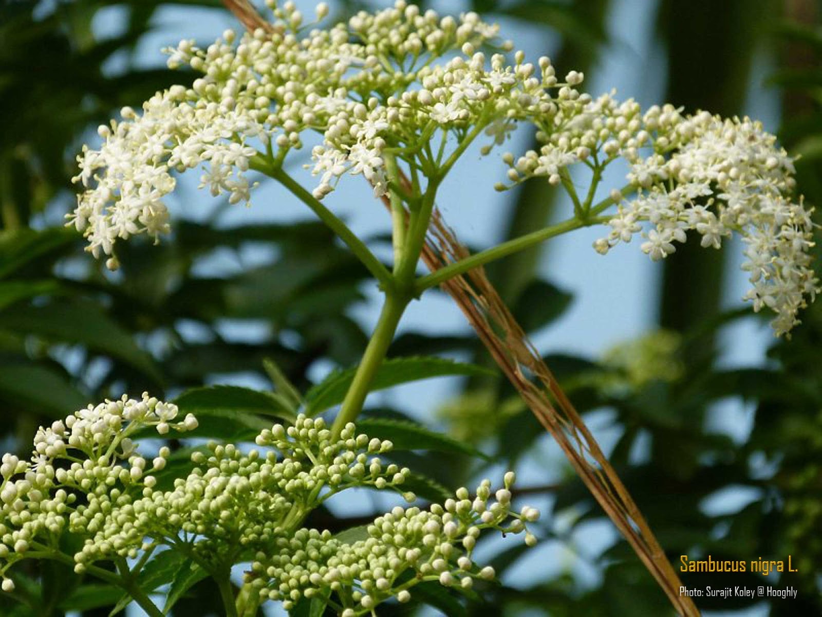 Medicinal Plants: Sambucus nigra, Sambucus mexicana, Sambucus ...