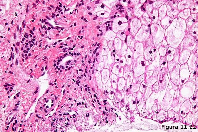 Uso y manejo del microscopio: 2015