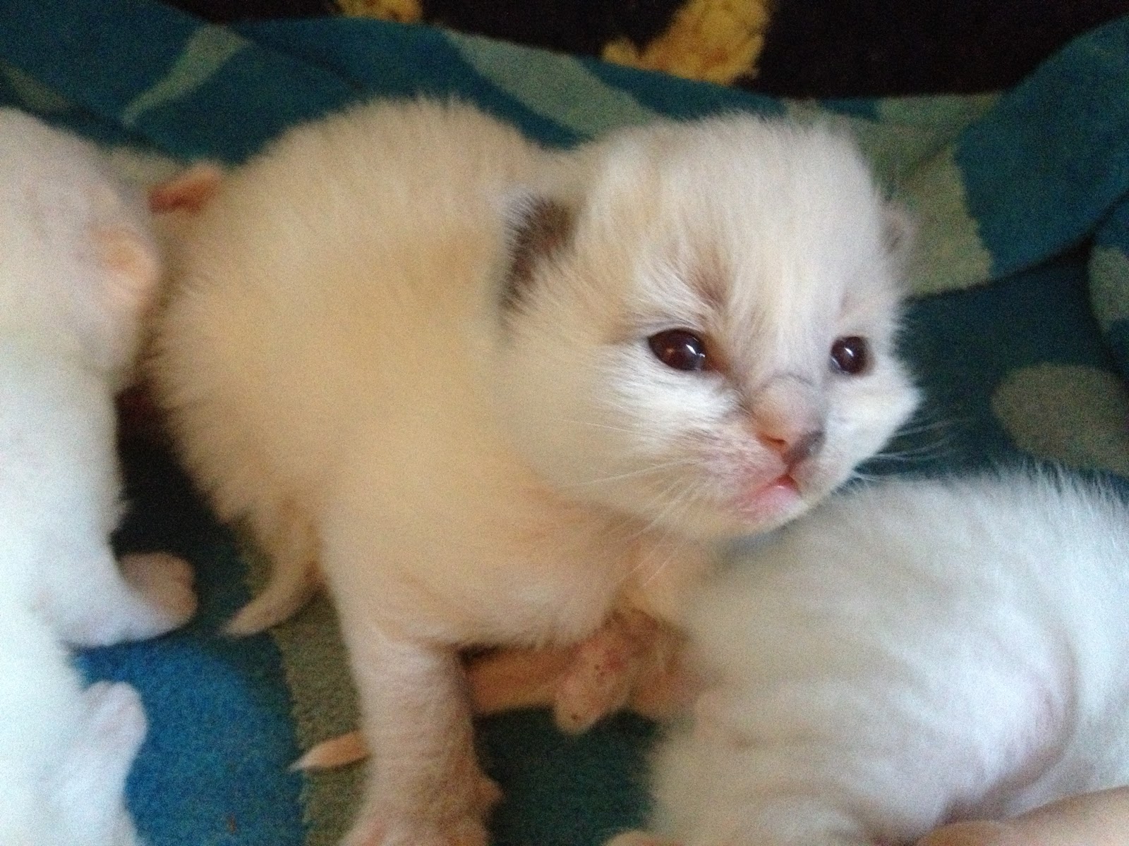 of Coolwater cattery: Kittens