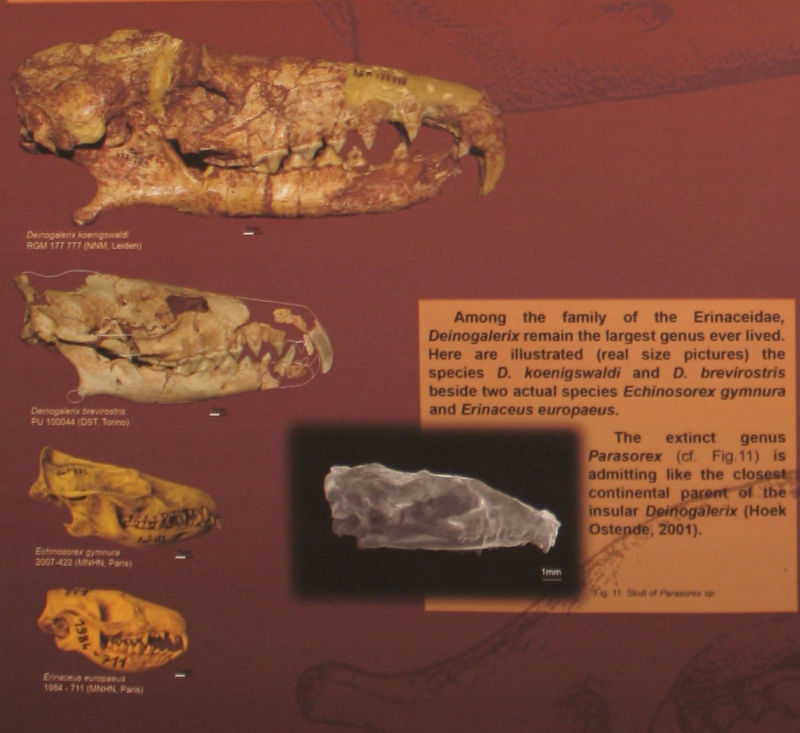 History of Geology: History of Paleomammology: The sabre-toothed ...