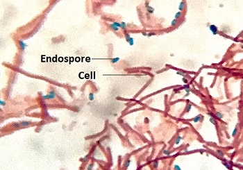 Endospora ~ Mikrobiologija - kas tai?