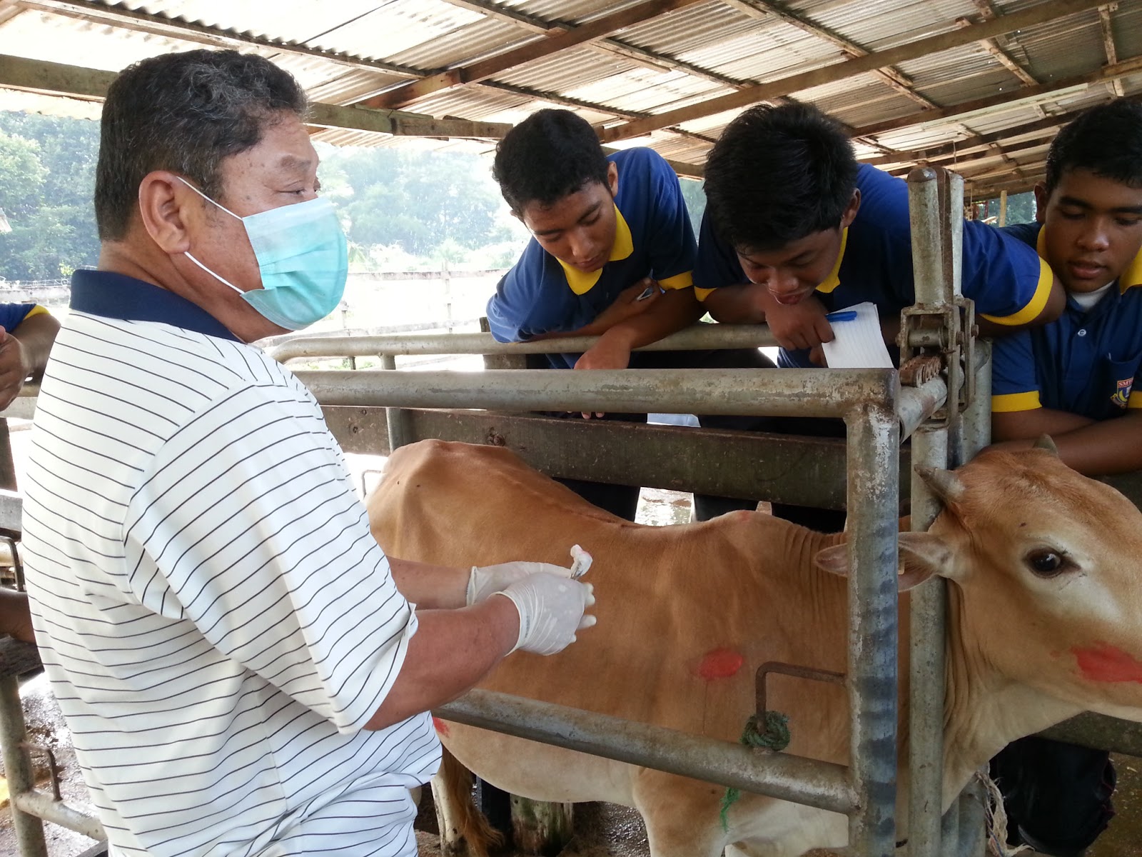 Agroindustri Ruminan: Aktiviti Harian Kursus Agroindustri Ruminan ...