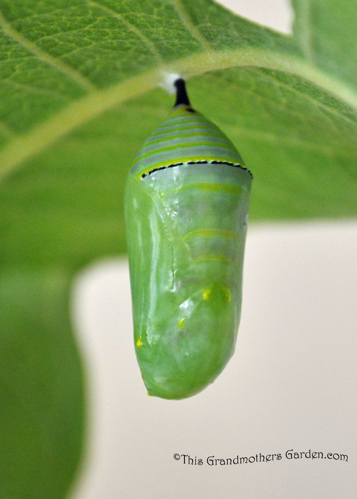 This Grandmother's Garden: Butterfly Dreams Part Three... Chrysalis!