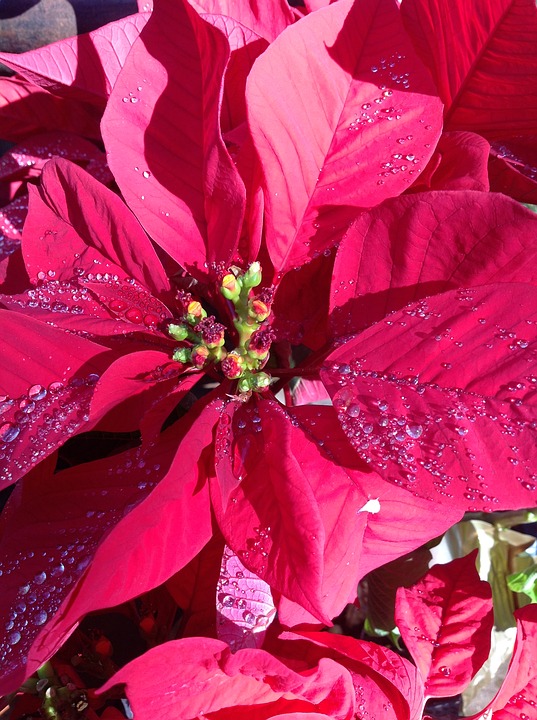 Encyclopedia of Trivia: Poinsettia