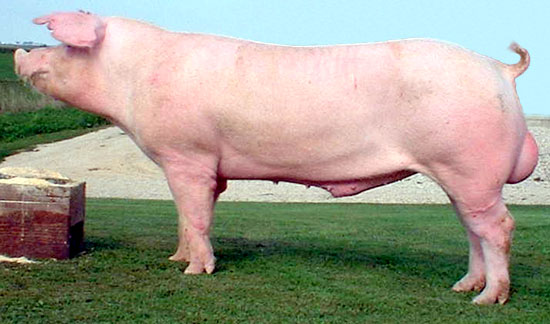 PORCINOS: RAZA LANDRACE