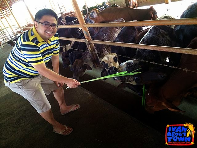 Ranch tourism in Masbate: Be a ranchero for a day! Holy cow! | Ivan ...