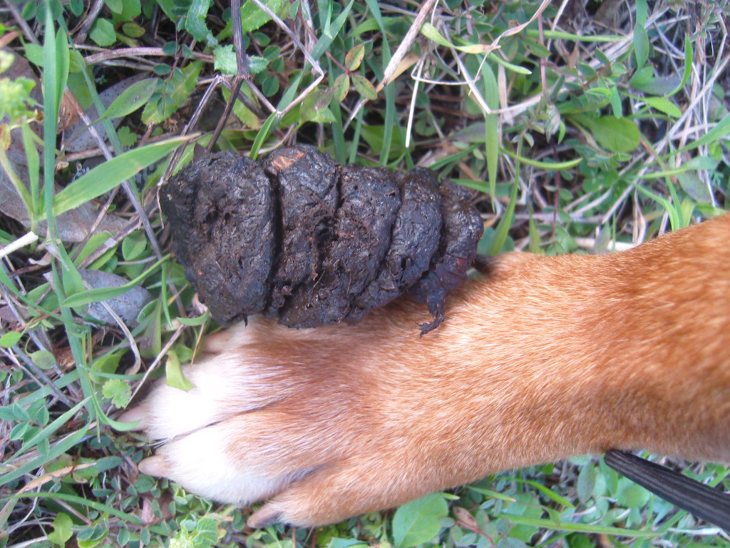 Lisi's Nature Pix: wild boar prints and scat, with dog about to eat scat!!