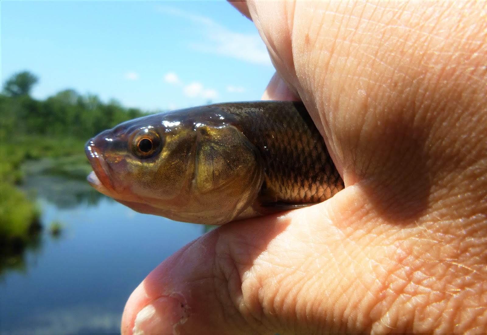 Detritus of Empire: The World Chub Fishing Tournament