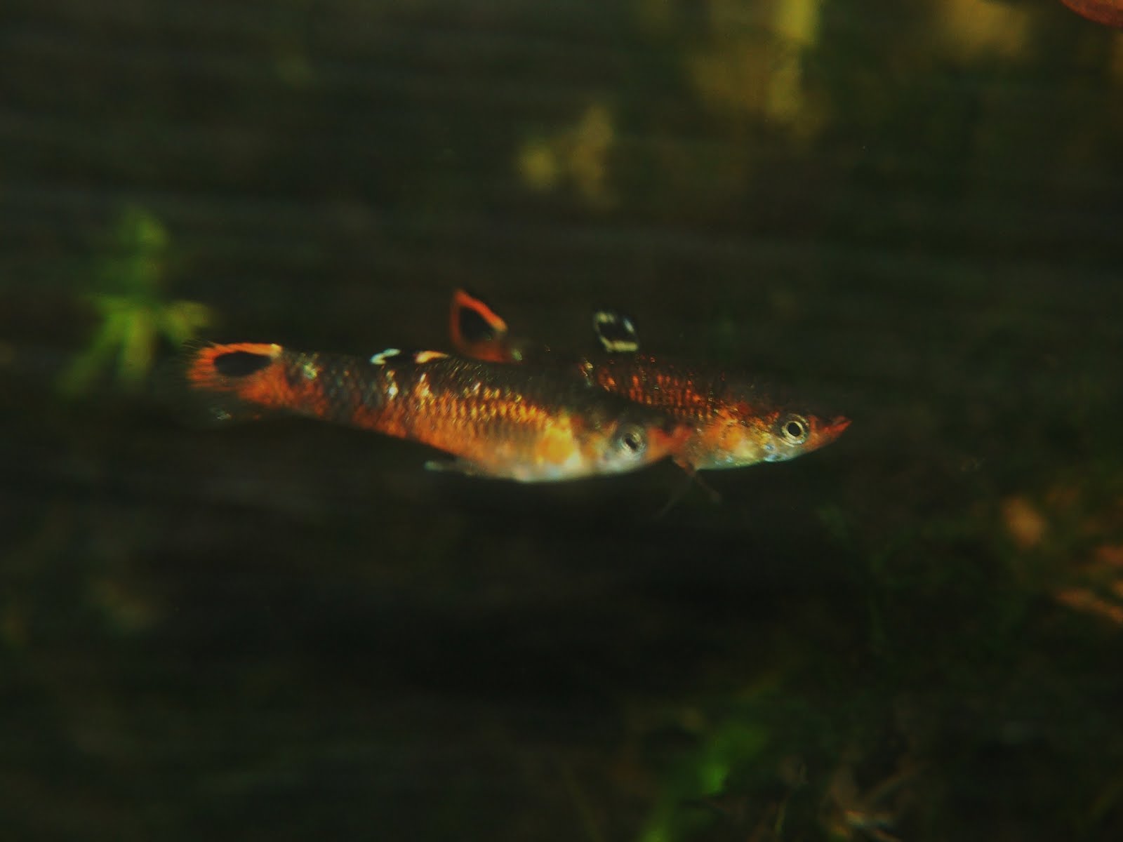 oceanaq: Micropoecilia Red picta