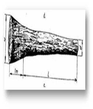 Defectele lemnului: Defecte de forma a trunchiului