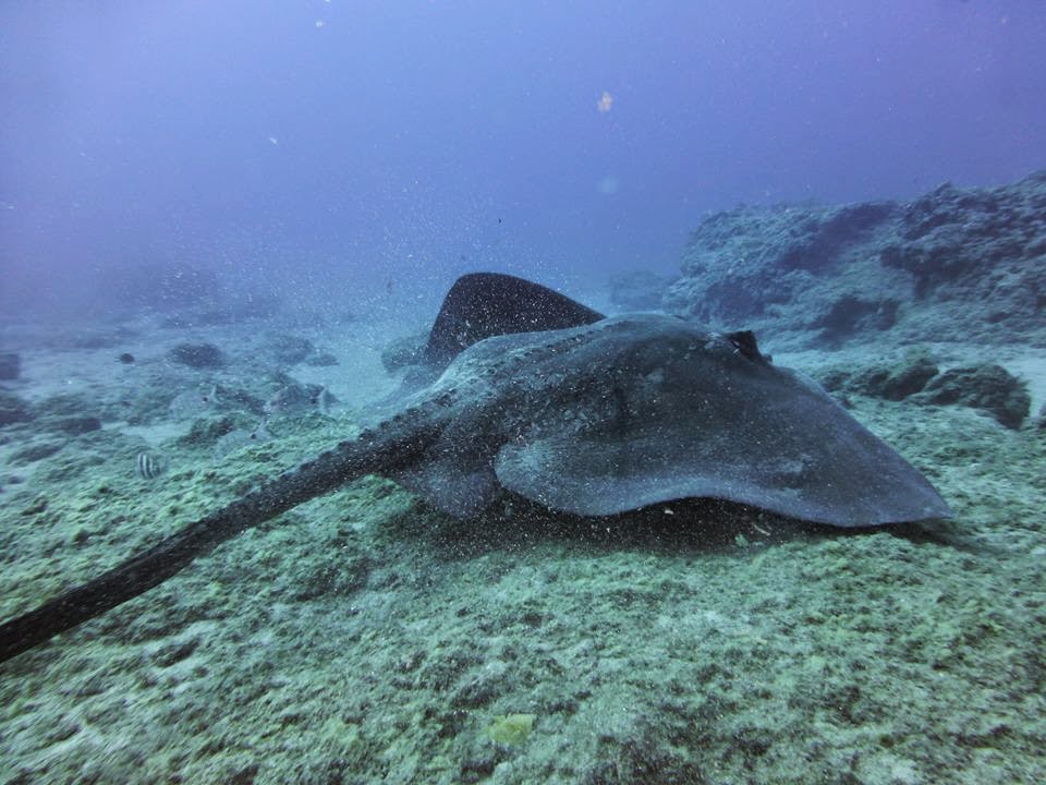 Canarian Sea: Runder Stechrochen – Taeniura grabata