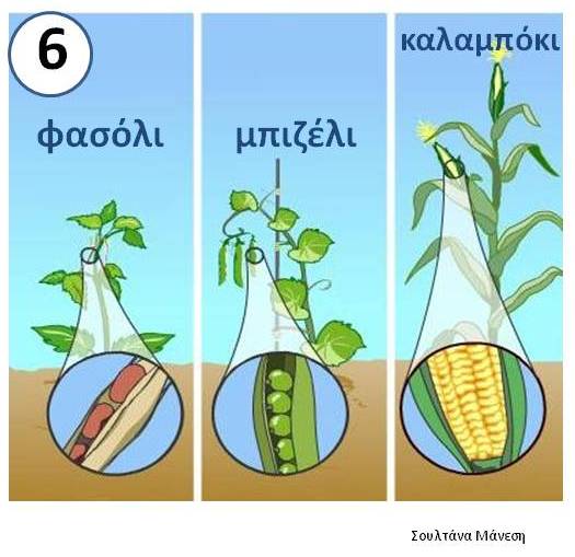 ΝΗΠΙΟΚΑΜΩΜΑΤΑ: ΑΠΟ ΤΟ ΣΠΟΡΑΚΙ ΣΤΟ ΦΥΤΟ