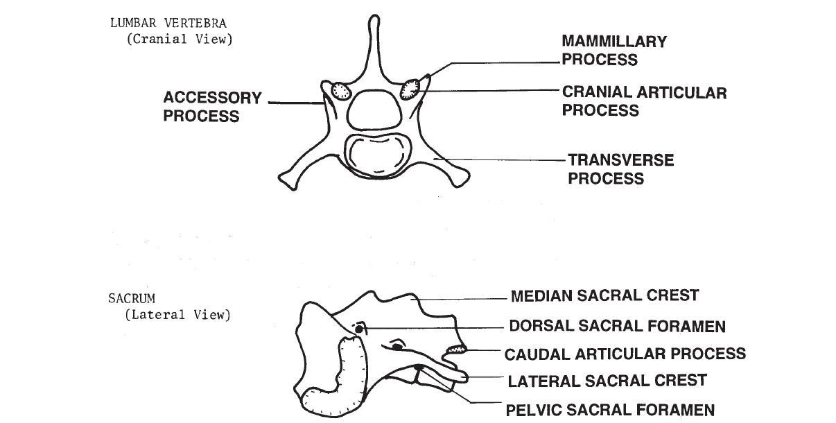 Master of Animal Studies (Animal Physiotherapy): Wednesday, July 27, 2011
