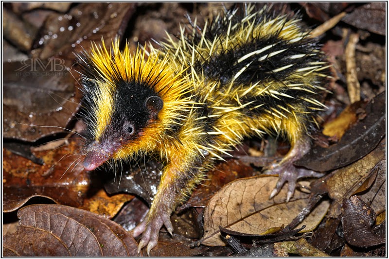 LOWLAND STREAKED TERNEC photos - wallpapers | the fun bank