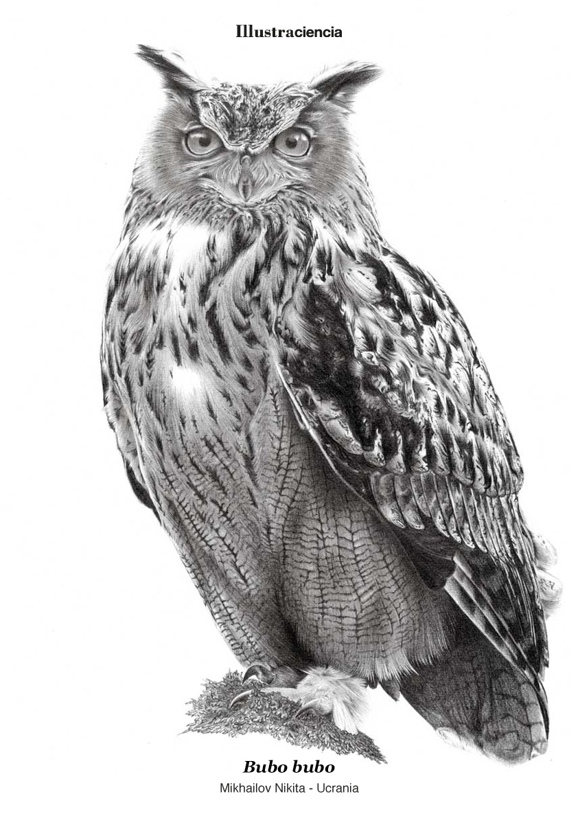 Eurasian eagle-owl (Bubo bubo) - Mikhailov Nikita