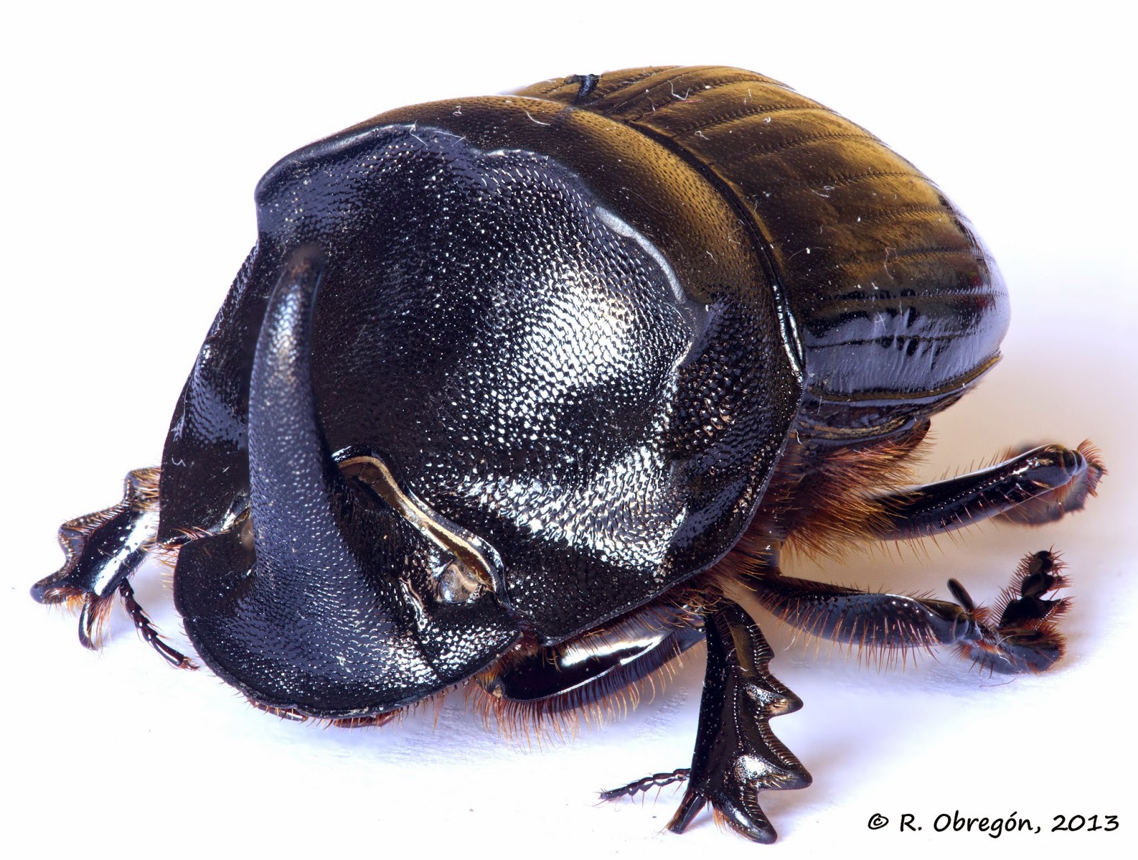 Ecogrupo de la Serena: Fotografías de coleópteros