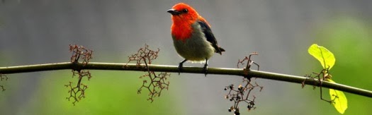 Burung Cabe Jawa (Kemade)