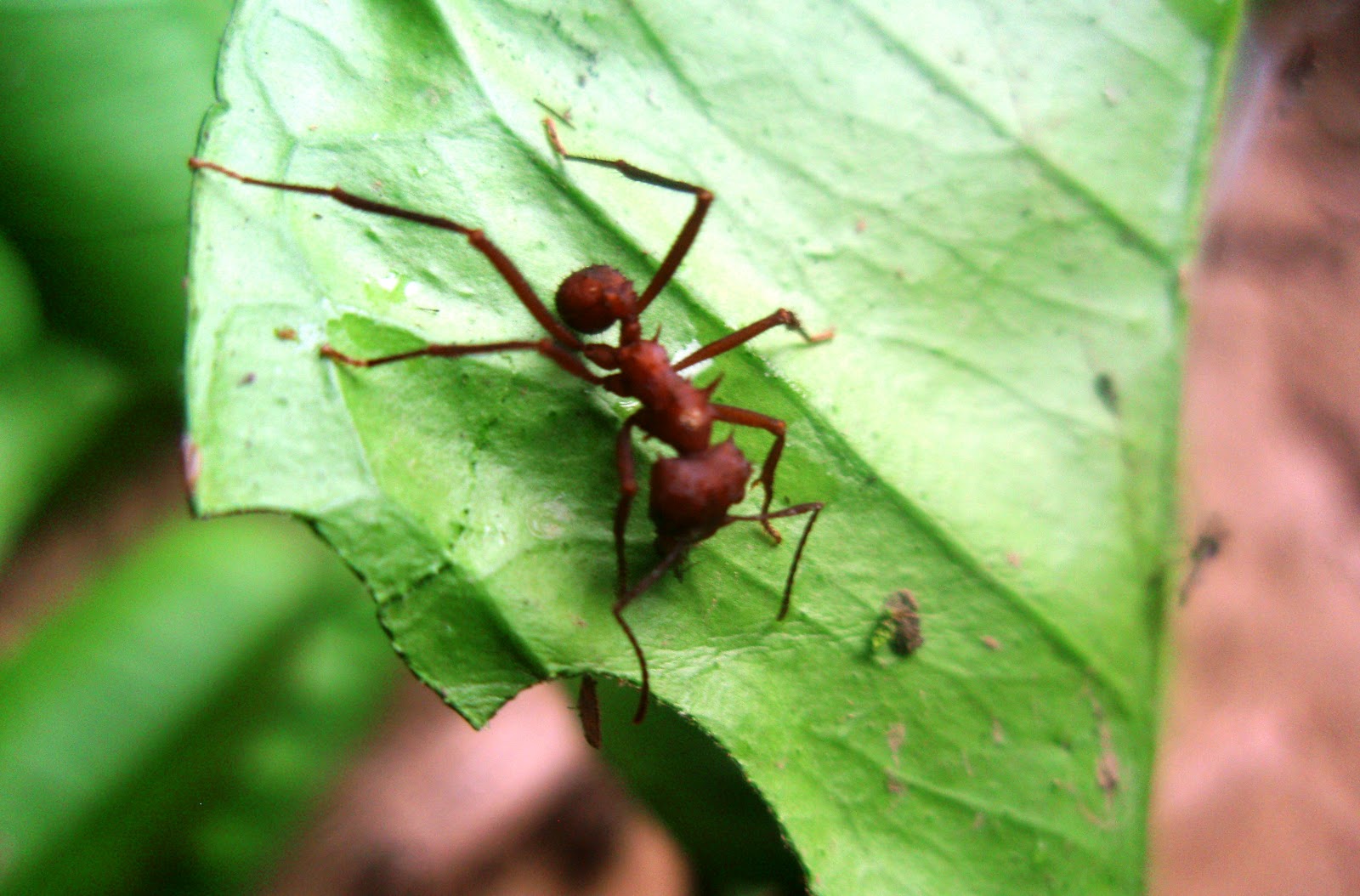 La crónica: Las hormigas Arrieras en una rama de naranja agria