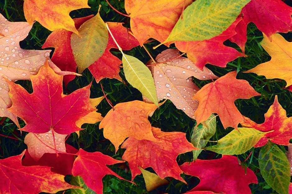 Trailing Normal: Autumn Leaves