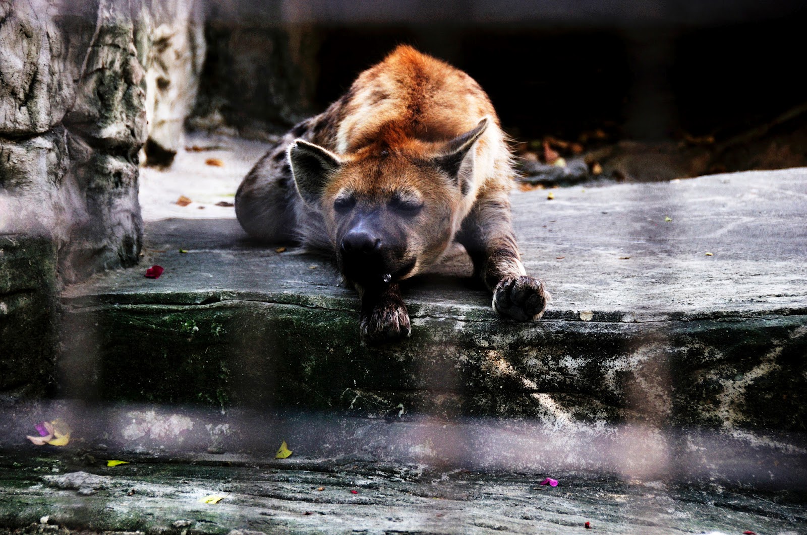 Cuchi's Travel Logs: Fun times at Avilon Zoo, Rizal Philippines