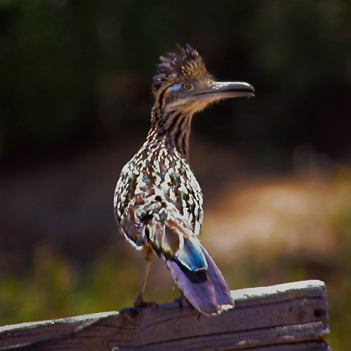 The Jungle Store: Roadrunner's Dating & Mating Bribery