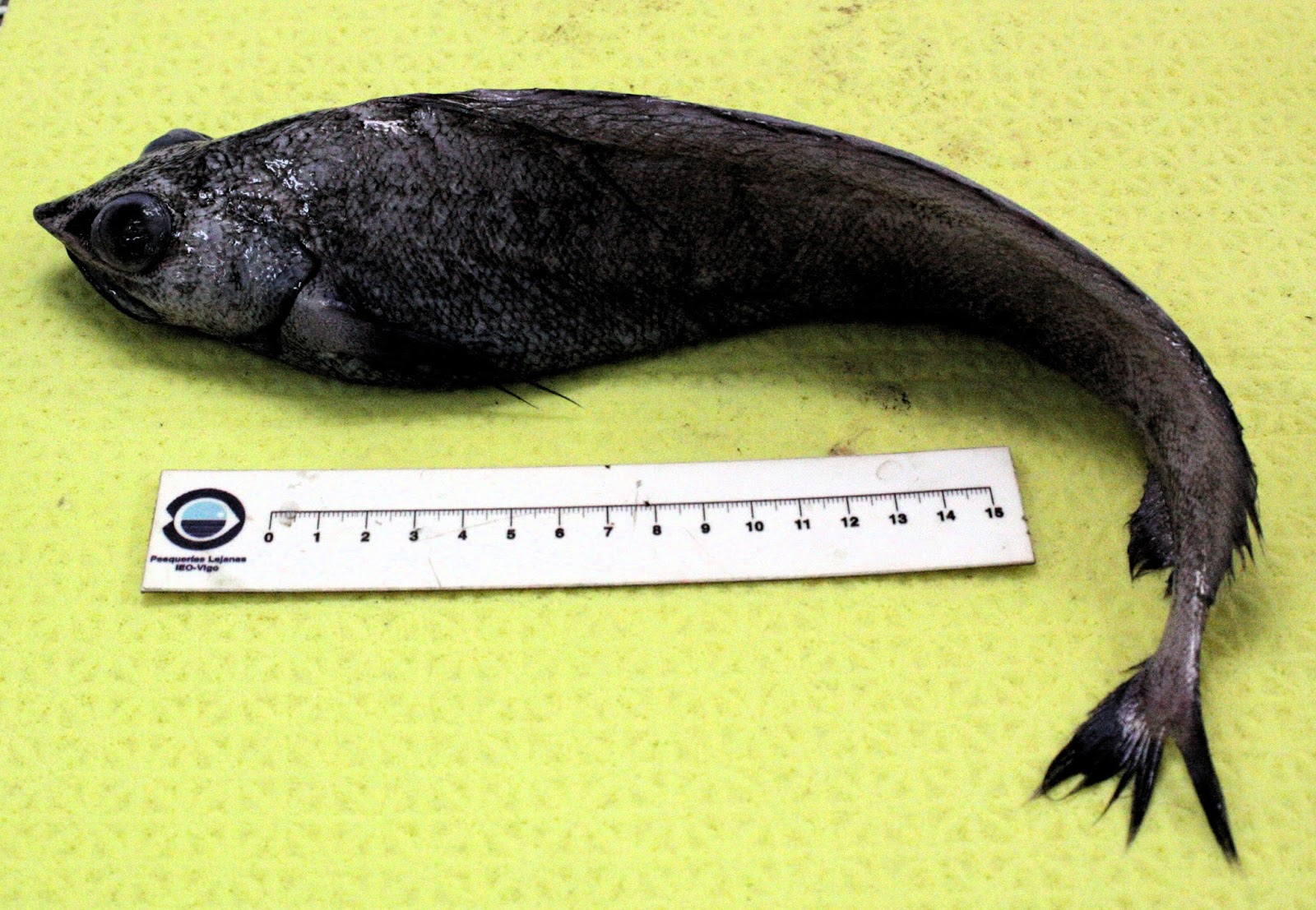 Campaña Platuxa - 3NO Survey: Sunburn